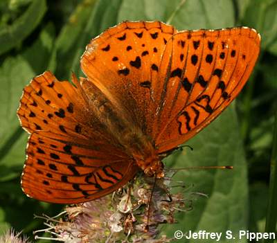 Great Spangled Fritillary (Speyeria cybele)