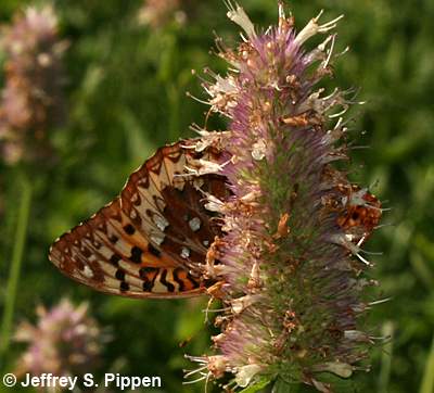 Great Spangled Fritillary (Speyeria cybele)