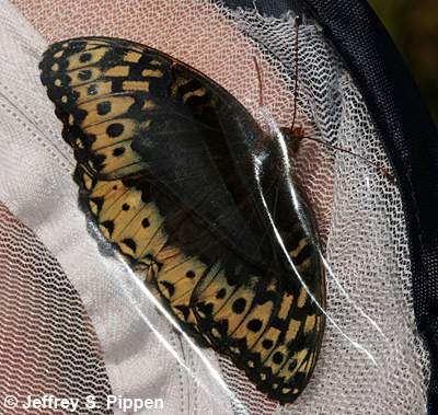 Great Spangled Fritillary (Speyeria cybele)