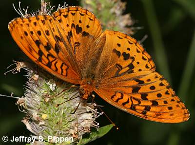 Great Spangled Fritillary (Speyeria cybele)