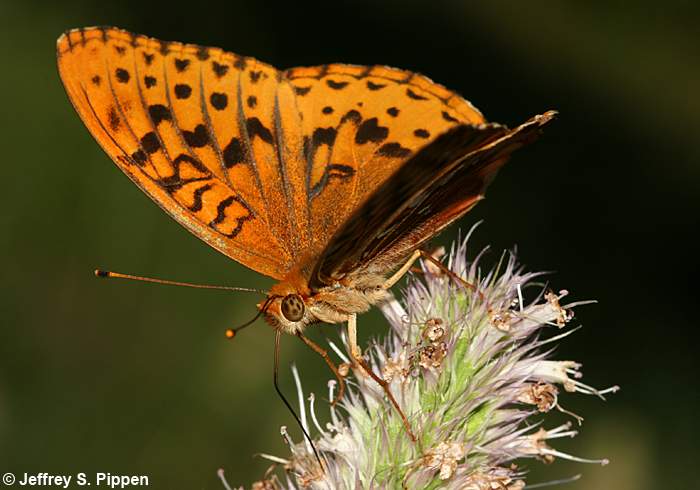 Great Spangled Fritillary (Speyeria cybele)
