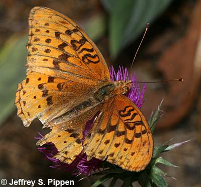 Great Spangled Fritillary (Speyeria cybele)
