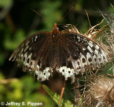 Great Spangled Fritillary (Speyeria cybele)