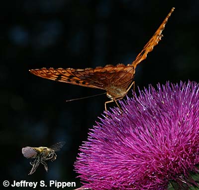 Great Spangled Fritillary (Speyeria cybele)
