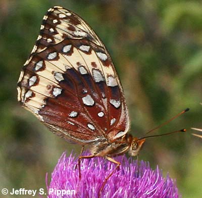 Great Spangled Fritillary (Speyeria cybele)