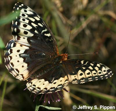 Great Spangled Fritillary (Speyeria cybele)