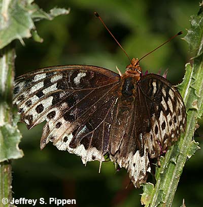 Great Spangled Fritillary (Speyeria cybele)