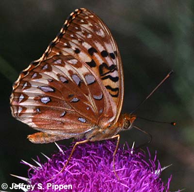 Great Spangled Fritillary (Speyeria cybele)