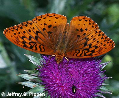 Great Spangled Fritillary (Speyeria cybele)