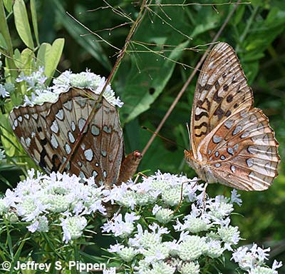 Great Spangled Fritillary (Speyeria cybele)