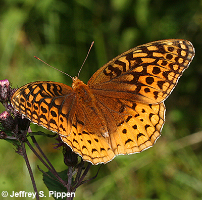Great Spangled Fritillary (Speyeria cybele)