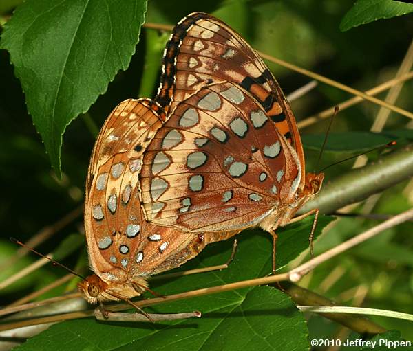 Great Spangled Fritillary (Speyeria cybele)