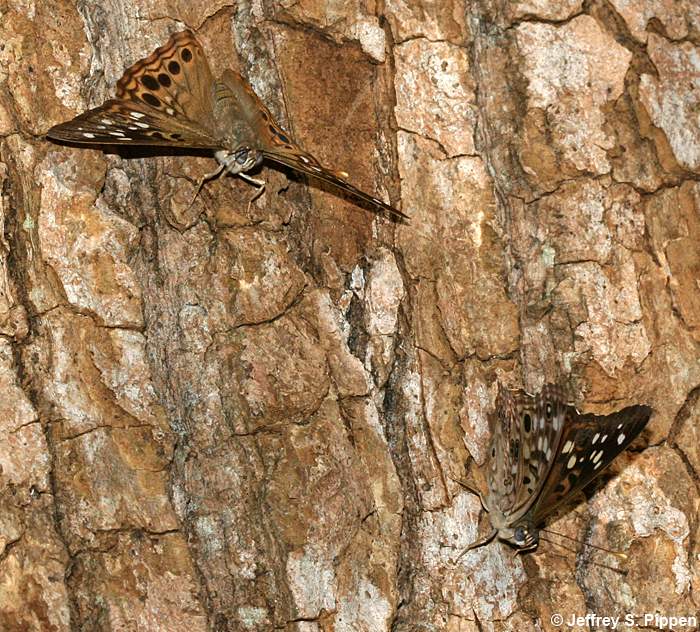 Hackberry Emperor (Asterocampa celtis)