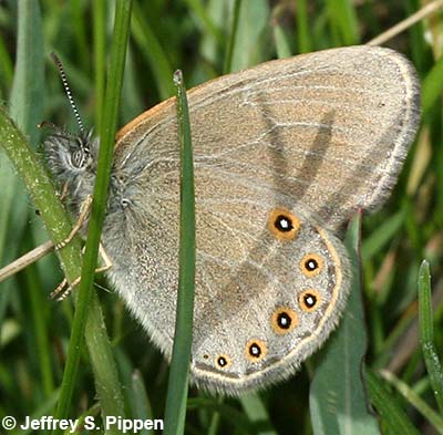 Hayden's Ringlet (Coenonympha haydenii)