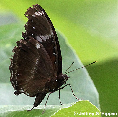 New Zealand Butterflies