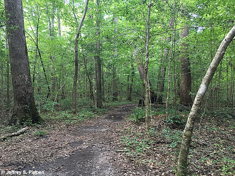 Intricate Satyr (Hermeuptychia intricata)