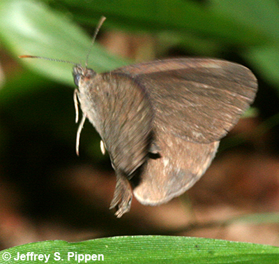 Intricate Satyr (Hermeuptychia intricata)