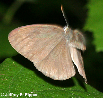 Intricate Satyr (Hermeuptychia intricata)