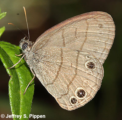 Intricate Satyr (Hermeuptychia intricata)