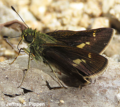 Little Glassywing (Vernia verna)