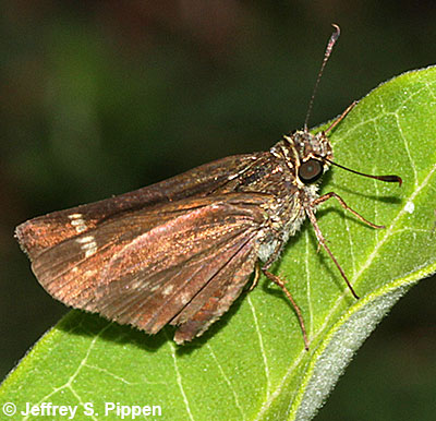 Little Glassywing (Vernia verna)