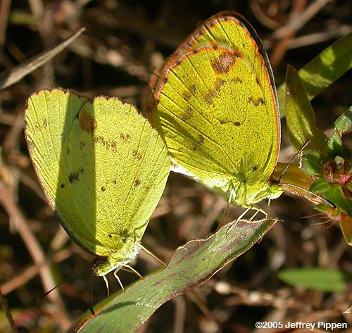 Little Yellow (Eurema lisa)