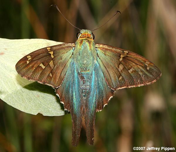 Long-tailed Skipper (Urbanus proteus)