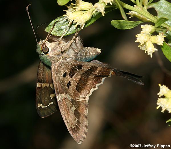 Long-tailed Skipper (Urbanus proteus)