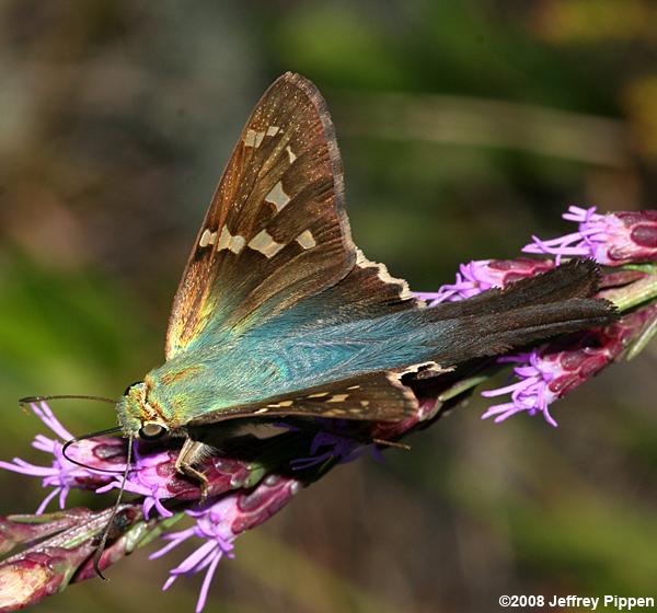 Long-tailed Skipper (Urbanus proteus)