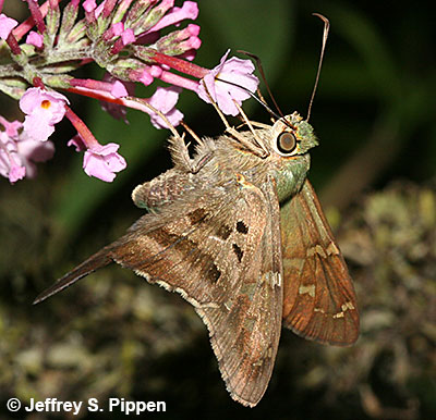 Long-tailed Skipper (Urbanus proteus)