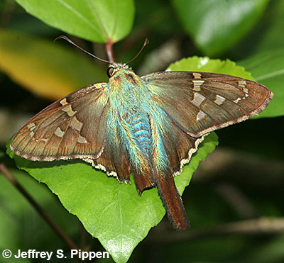 Long-tailed Skipper (Urbanus proteus)