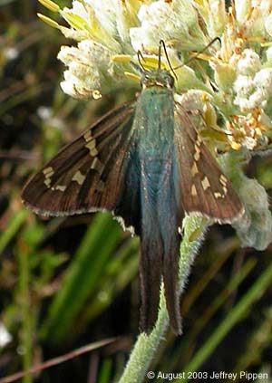 Florida Spread-wing Skippers (Family Hesperiidae)