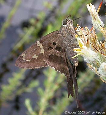 Florida Spread-wing Skippers (Family Hesperiidae)