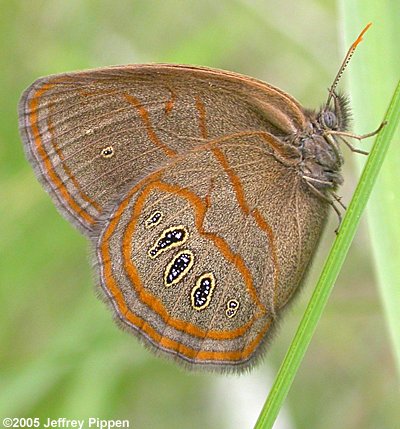 Georgia Satyr (Neonympha areolata) and Helicta Satyr (Neonympha helicta)