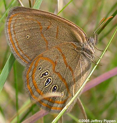 Georgia Satyr (Neonympha areolata) and Helicta Satyr (Neonympha helicta)