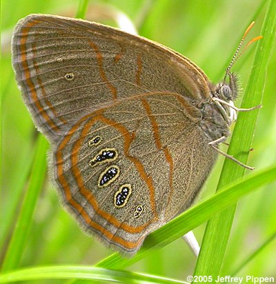 Georgia Satyr (Neonympha areolata) and Helicta Satyr (Neonympha helicta)