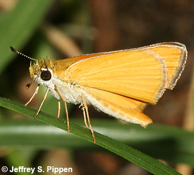 Orange Skipperling (Copaeodes aurantiaca)