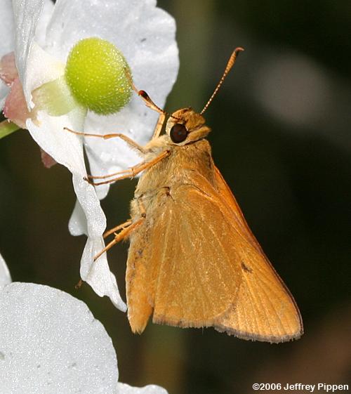 Rare Skipper (Problema bulenta)