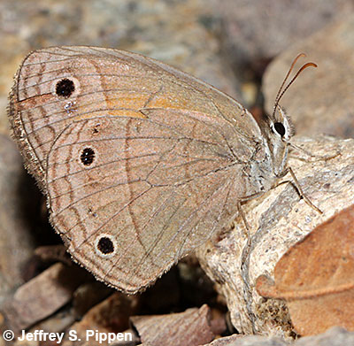 Red Satyr (Cissia rubricata)