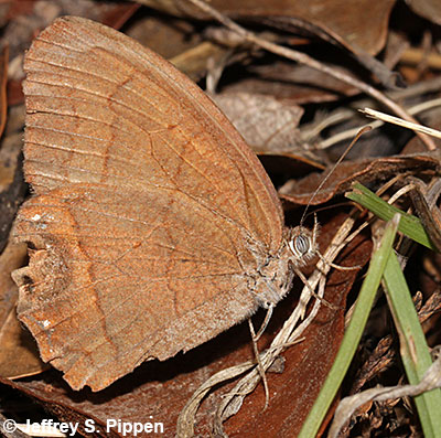 Red Satyr (Cissia rubricata)