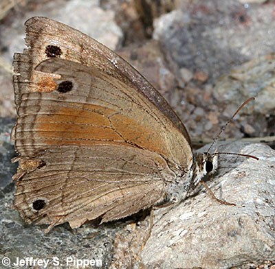 Red Satyr (Megisto rubricata)