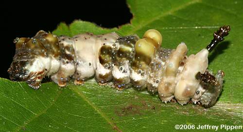 Red-spotted Purple (Limenitis arthemis astyanax)