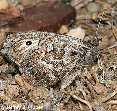 Ridings' Satyr (Oeneis ridingsii)