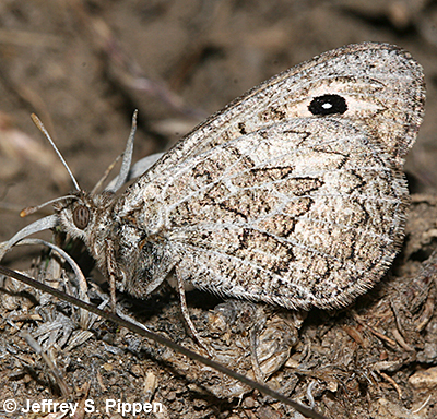 Ridings' Satyr (Oeneis ridingsii)