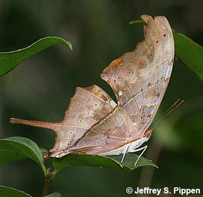 Ruddy Daggerwing (Marpesia petreus)