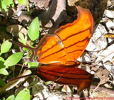 Ruddy Daggerwing (Marpesia petreus)