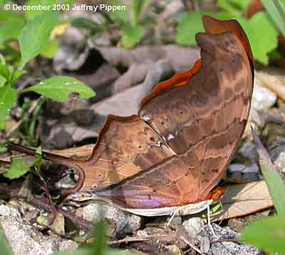 Ruddy Daggerwing (Marpesia petreus)