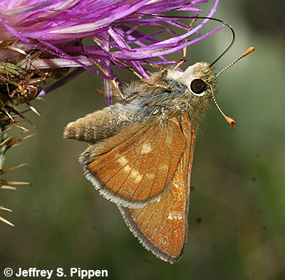 Snow's Skipper (Paratrytone snowi)