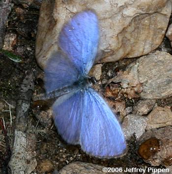 Spring Azure (Celastrina ladon)