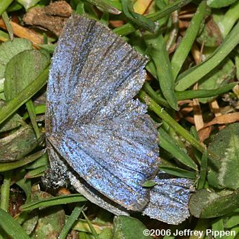 Spring Azure (Celastrina ladon)